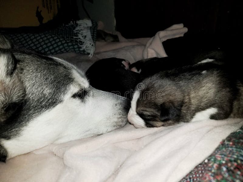 Mama husky cute sleep baby stock image. Image of nose - 236985551