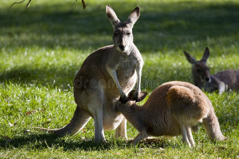 Mama jest kangura obraz stock. Obraz złożonej z futerko - 3418669