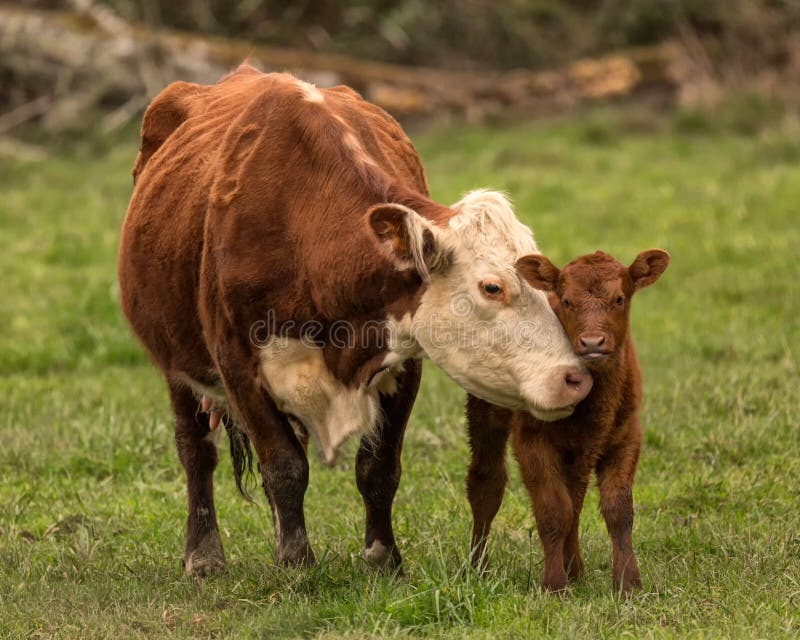 Mama-Kuh und Kalb stockfoto. Bild von vieh, landwirtschaft - 76532348