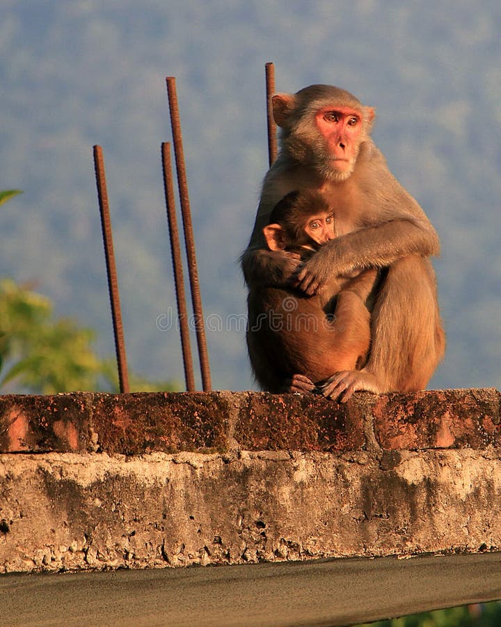 Mama Monkey Feeds Baby Monkey on Rooftop Stock Image - Image of island ...