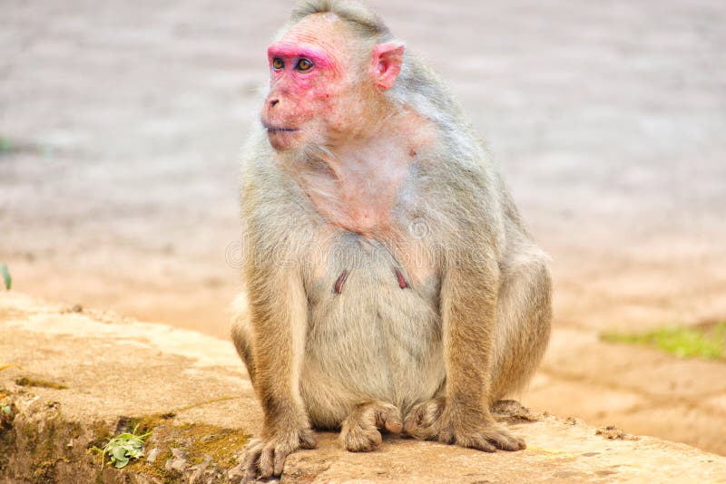 Mama Monkey Feeds Baby Monkey on Rooftop Stock Image - Image of island ...
