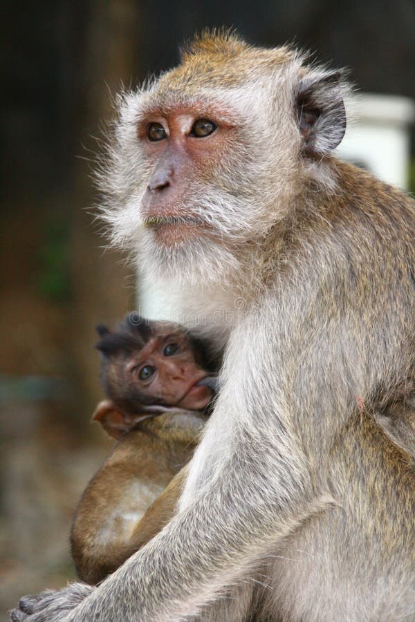 Mama Monkey Love stock image. Image of wildlife, mammal - 46221045