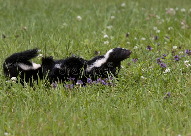 Mama-Stinktier Mit Dem Baby-Folgen Stockbild - Bild von jugendlich ...