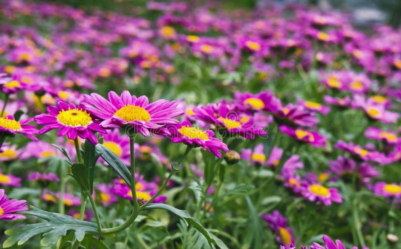 Maman rose image stock. Image du floral, herbal, buisson - 30890469