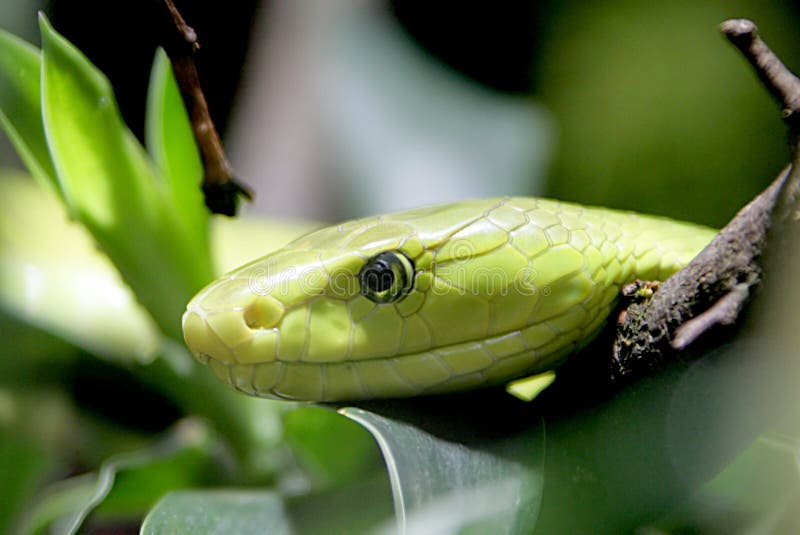 Mamba 1 stock image. Image of poisonous, nature, view - 2619039