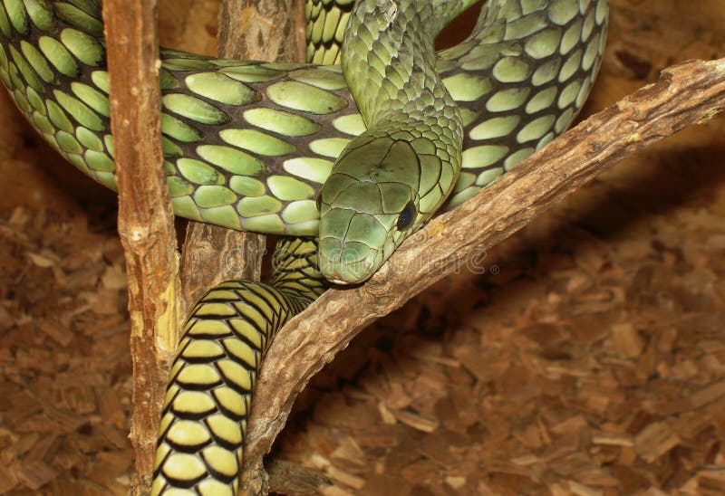 Mamba stock photo. Image of dendroaspis, animal, mamba - 4083960