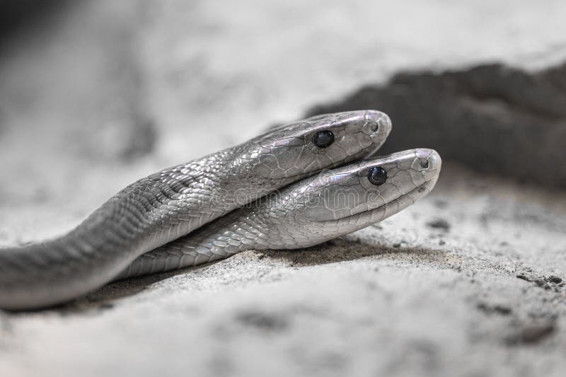 Mamba Negra Dendroaspis Polylepis Imagen de archivo - Imagen de ...