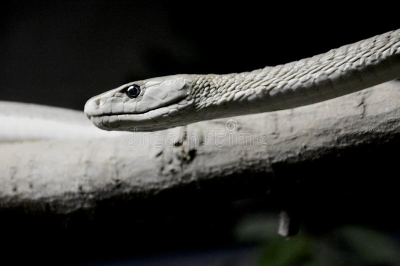 Mamba Nero Sul Ramo Di Albero Nell'Uganda, Africa Immagine Stock ...