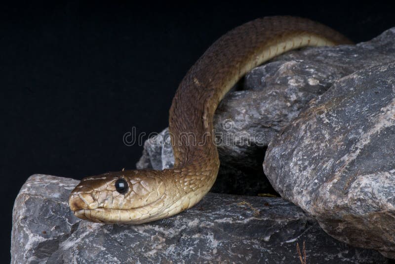 Uma Mamba Preta No Parque Da Serpente Em Entebbe Em Uganda Foto de ...