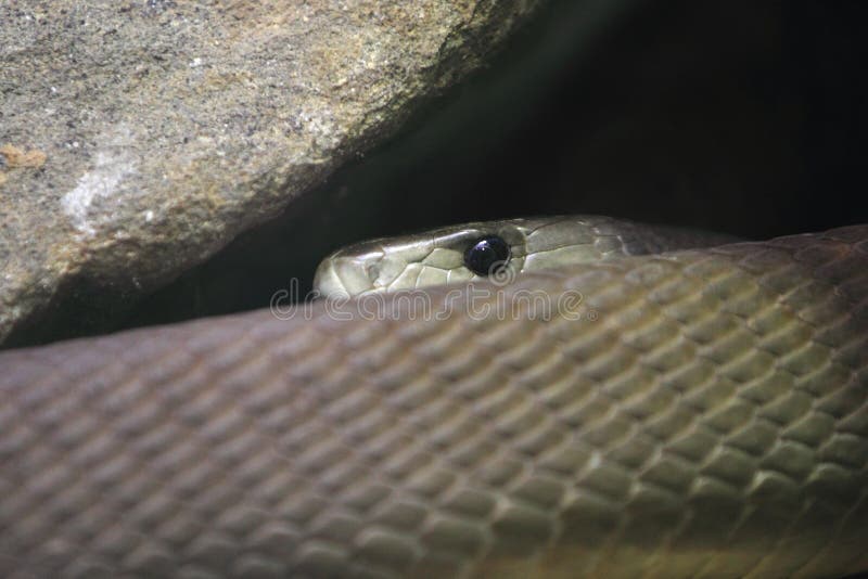 Mamba preta imagem de stock. Imagem de agressivo, predador - 34338581