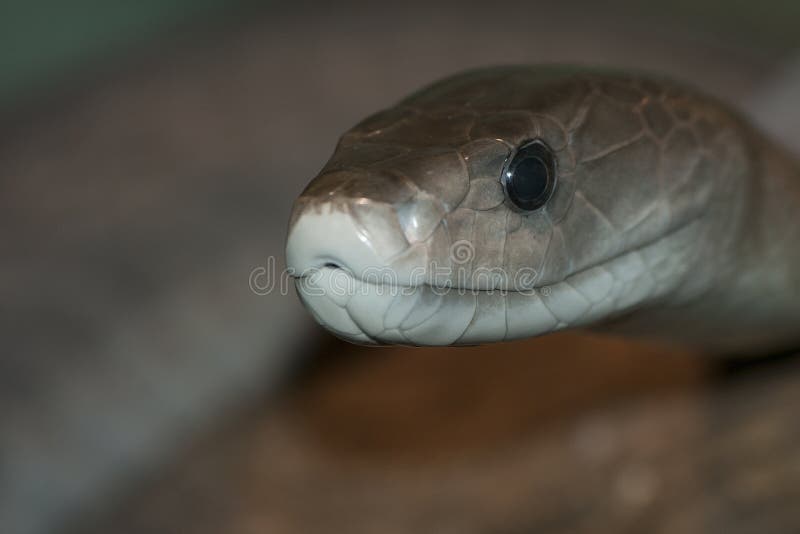 Mamba preta imagem de stock. Imagem de agressivo, predador - 34338581