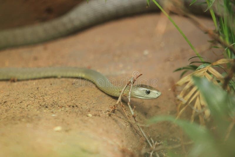 Mamba preta imagem de stock. Imagem de animal, curso - 14632397
