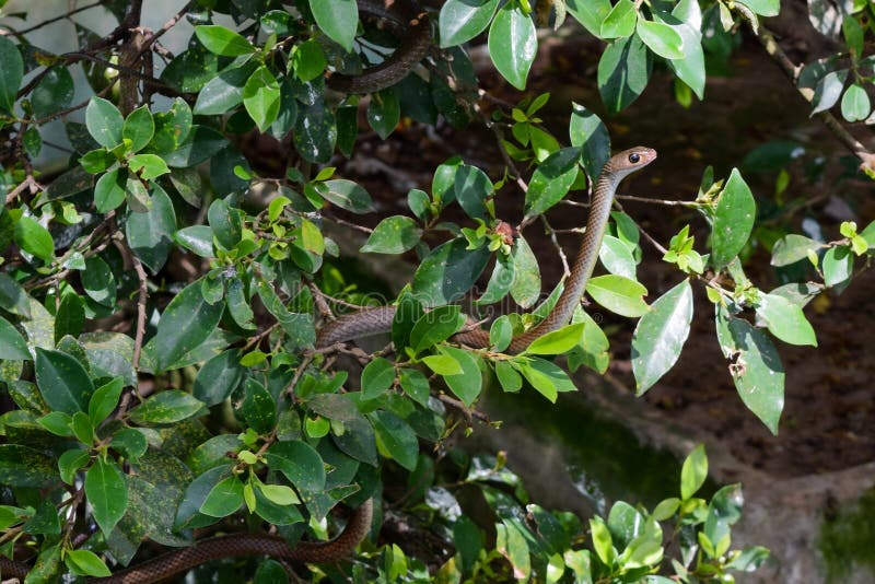 Mamba Preta Que Esconde Nos Arbustos Imagem de Stock - Imagem de ...