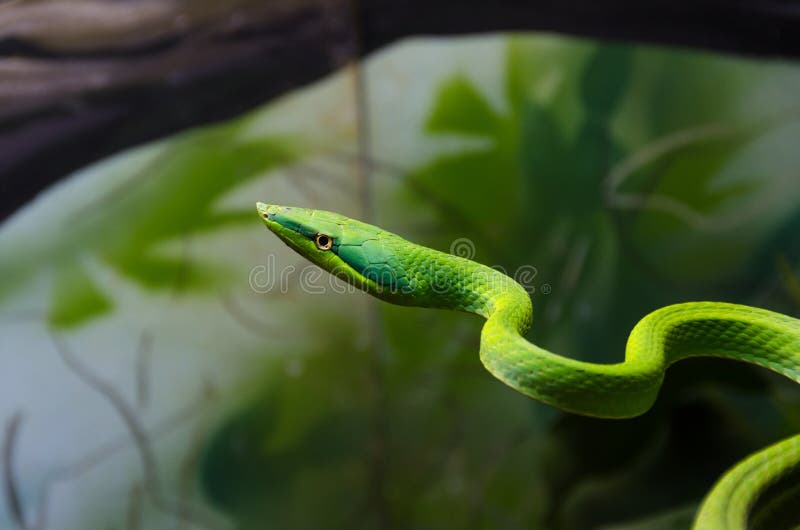 Mamba verde immagine stock. Immagine di serpente, verde - 12926101