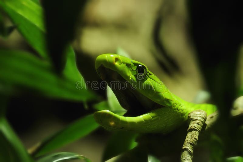 Les Viridis De Dendroaspis De Mamba Verte Est Un Serpent Venimeux ...