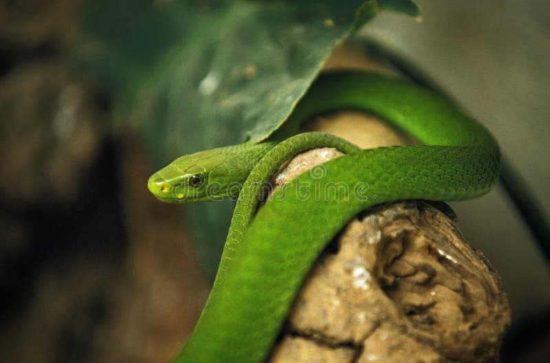 MAMBA VERT Dendroaspis Angusticeps Stock Image - Image of poisonous ...