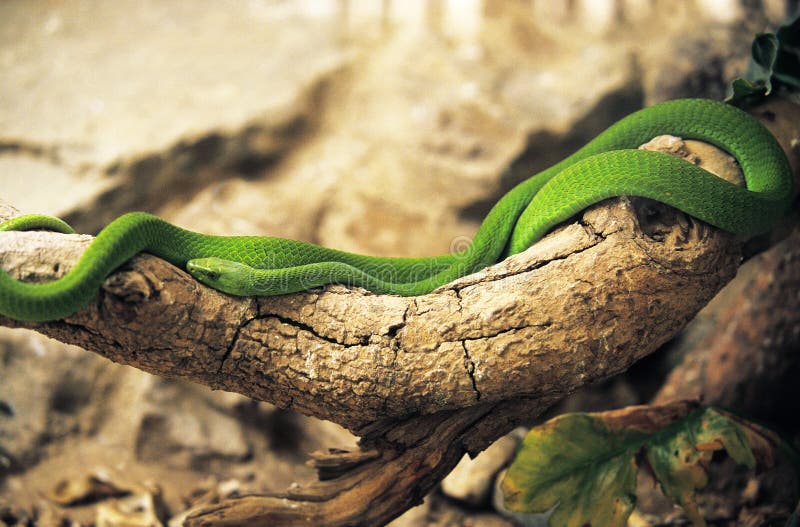 MAMBA VERT Dendroaspis Angusticeps Stock Foto - Image of wild ...
