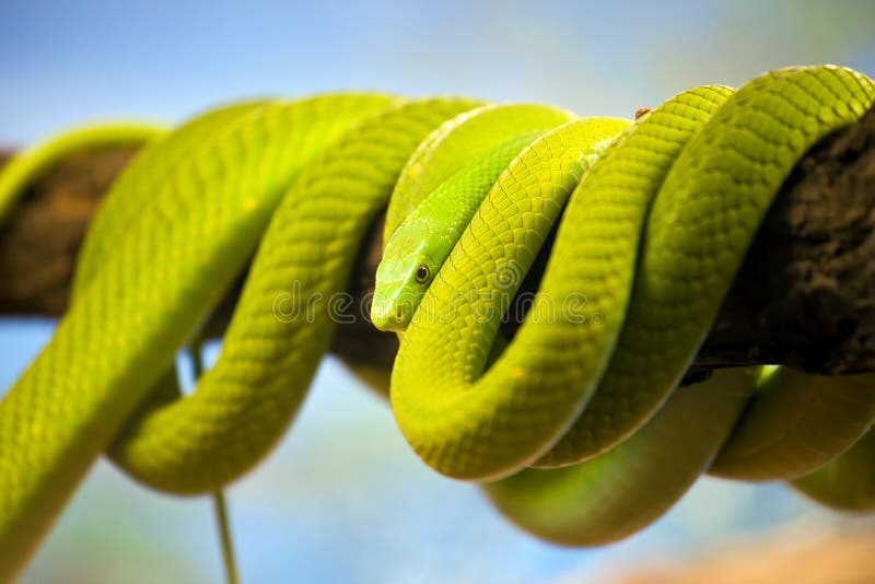 Mamba Verte Sur Une Branche Image stock - Image du vert, safari: 68447359