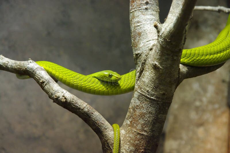 Mamba Verte Sur Une Branche Image stock - Image du vert, safari: 68447359