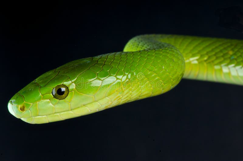 Mamba verte photo stock. Image du serpent, arbre, animal - 5577540