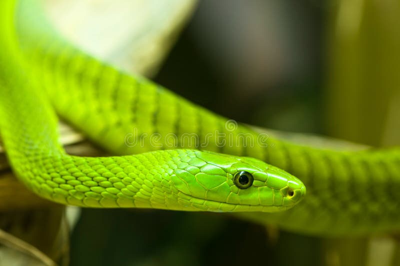 Le Serpent De Mamba Vert Sur L'arbre En Ouganda, Afrique Photo stock ...