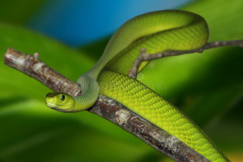 Les Viridis De Dendroaspis De Mamba Verte Est Un Serpent Venimeux ...