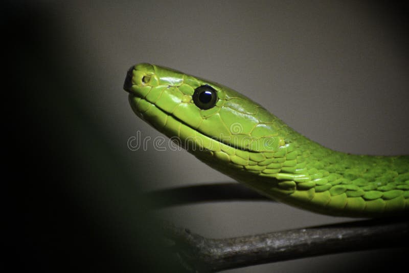 Coloration De Mamba Vert, L'aestivus Arborescent D'Opheodrys Image ...