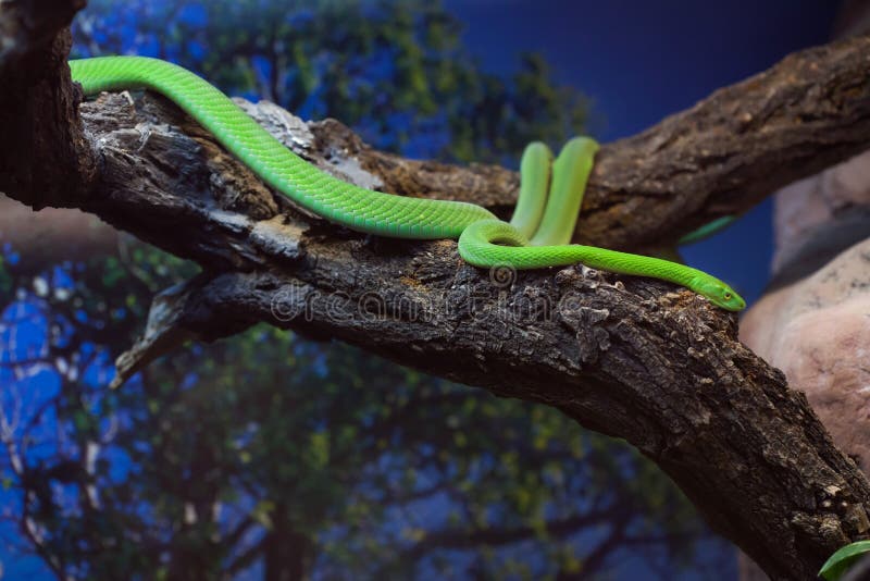 Les Viridis De Dendroaspis De Mamba Verte Image stock - Image du venin ...
