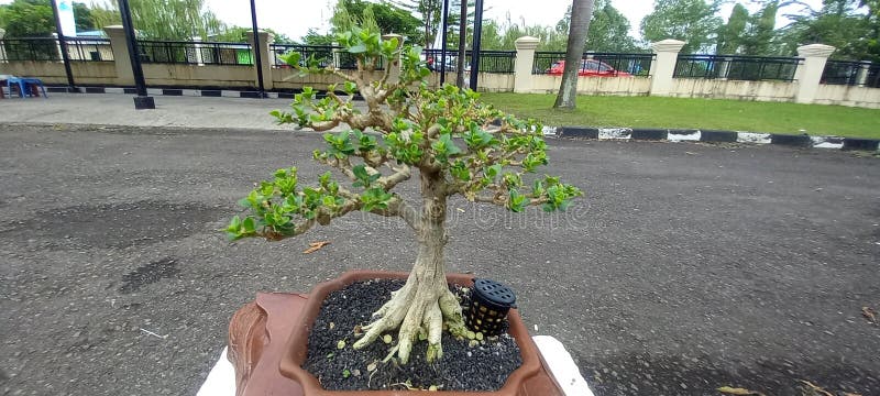 Mame-sized Premna Microphylla Bonsai Stock Photo - Image of premna ...