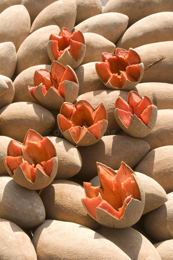 Mamey stock photo. Image of soft, delicious, flavor, white - 24566726