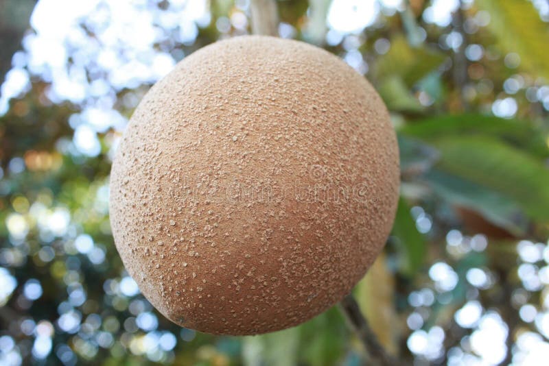 Fruit of the mamey tree stock photo. Image of alimento - 216265020