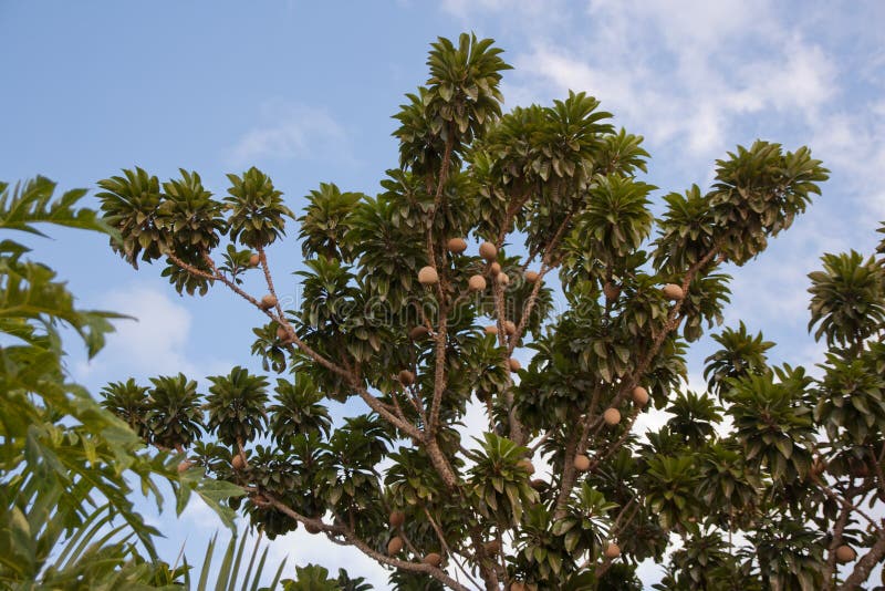 Mamey tree stock photo. Image of frutal, mexican, mexico - 93001224