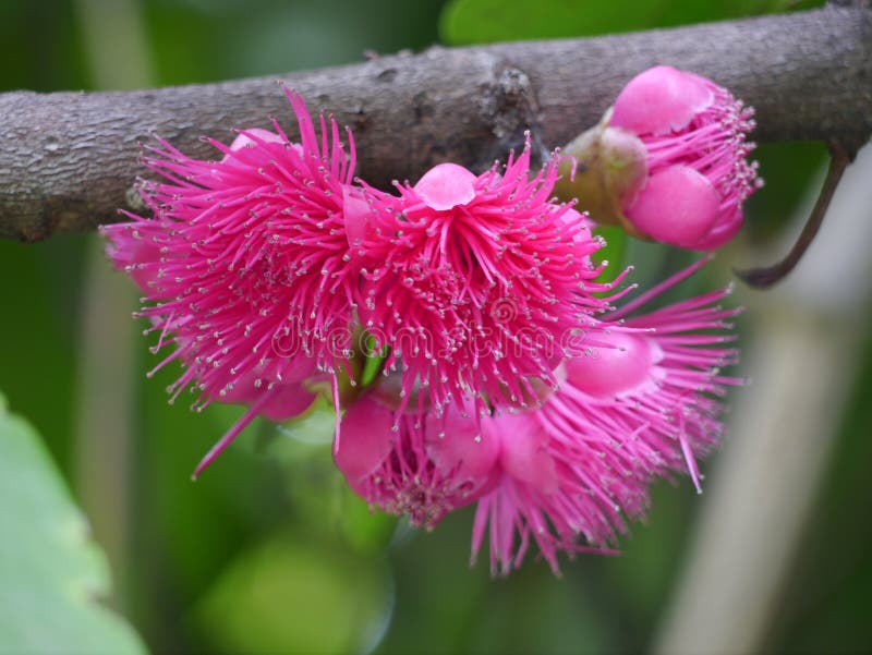 Pomerac Tree Stock Photos - Free & Royalty-Free Stock Photos from ...