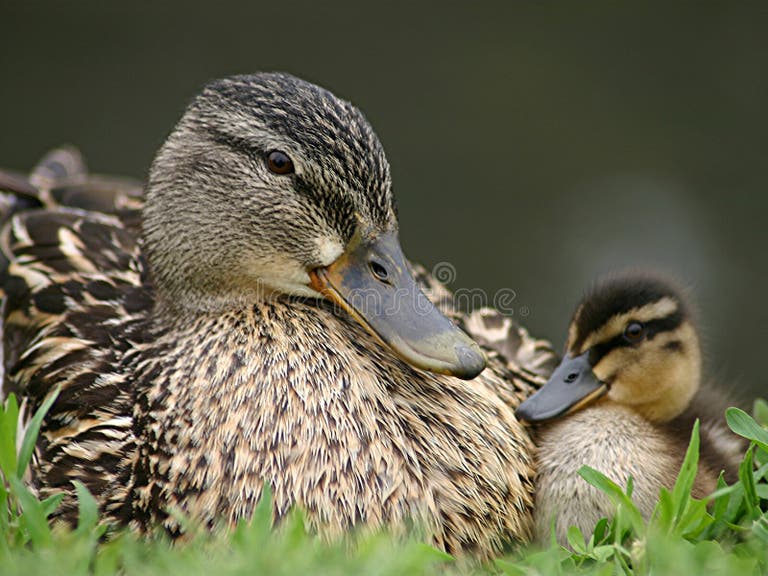 Mamma Duck and Her Baby Duck Stock Image - Image of wildlife, swimming ...