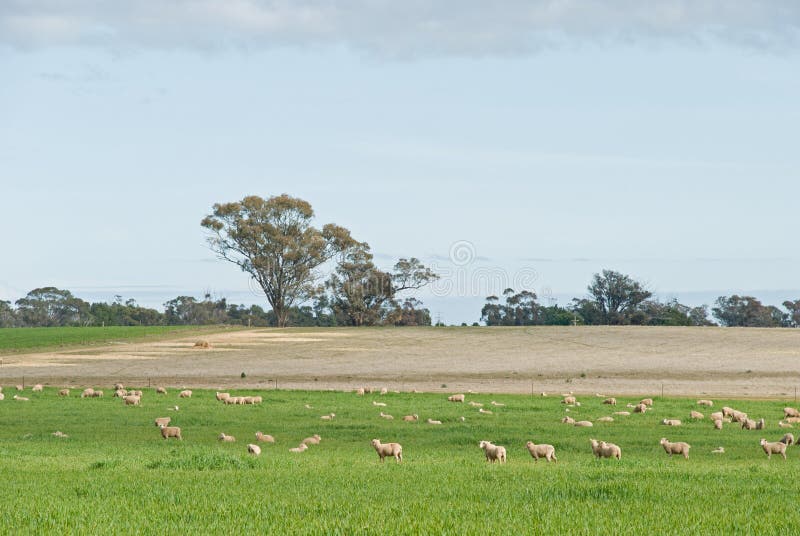 Tasmanian sheep stock image. Image of farm, sheep, scenery - 253587