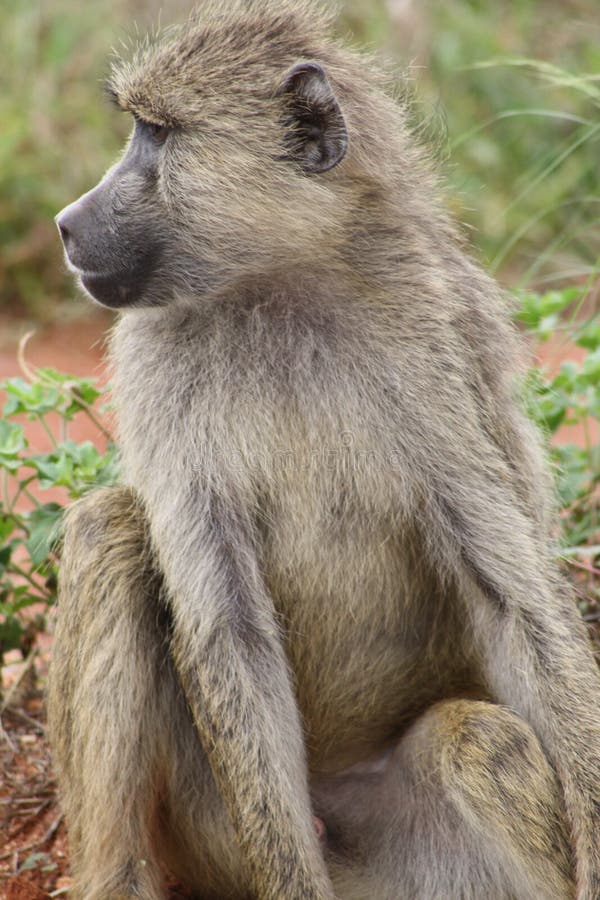 Baboon Picture. Image: 226710