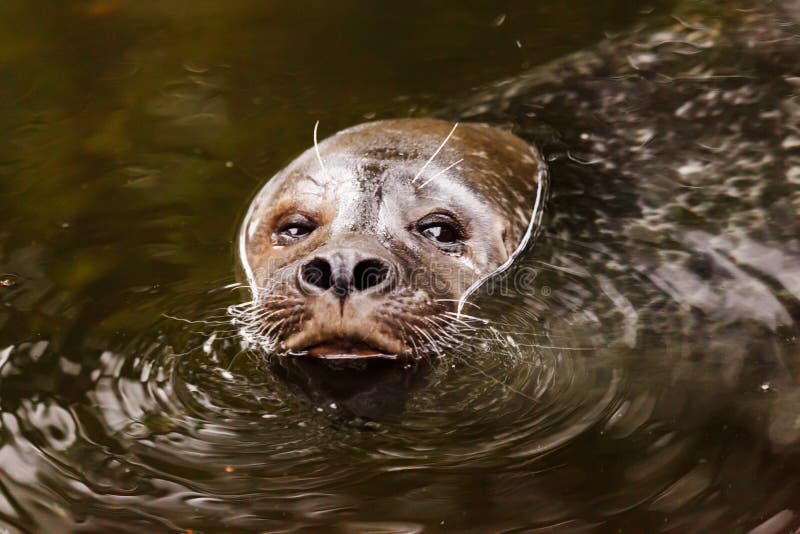 Mammal, Fauna, Harbor Seal, Snout Stock Image - Image of snout, otter ...