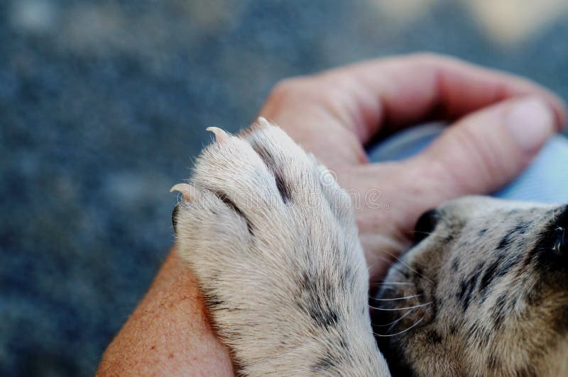 Mammal, Fauna, Nose, Snout stock image. Image of rodent - 119412169