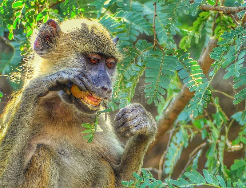 Mammal, Fauna, Primate, Leaf Stock Photo - Image of organism, macaque ...