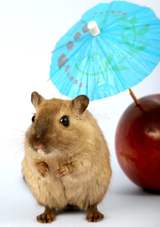 Mammal, Gerbil, Mouse, Muroidea Stock Photo - Image of hamster, mammal ...