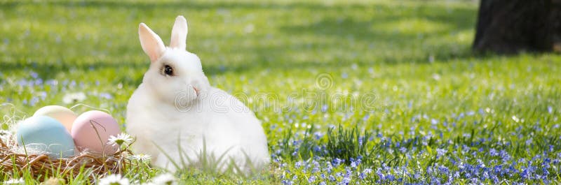 Mammal, Grass, Rabbit, Meadow Stock Image - Image of grass, lawn: 115286719