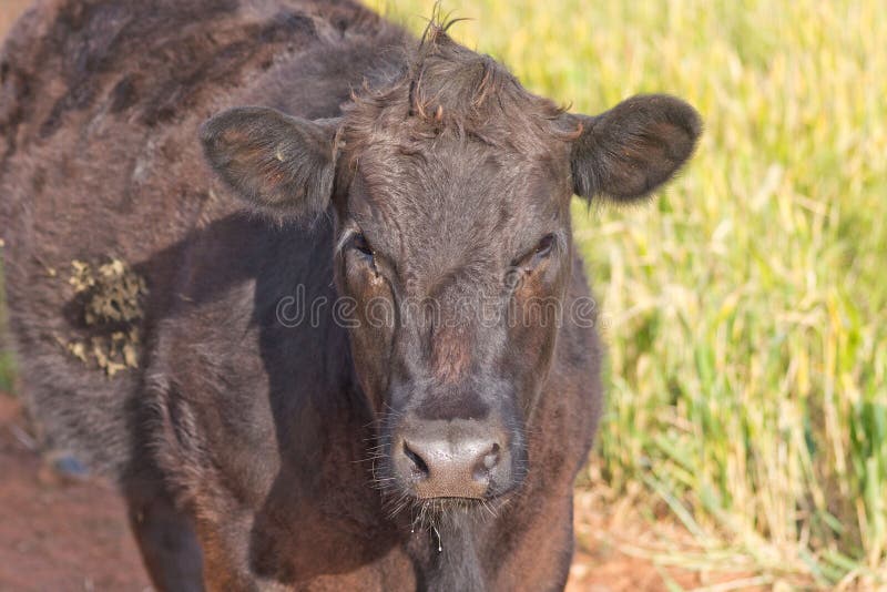 Mammal stock photo. Image of beast, closeup, bovine, calm - 43655810