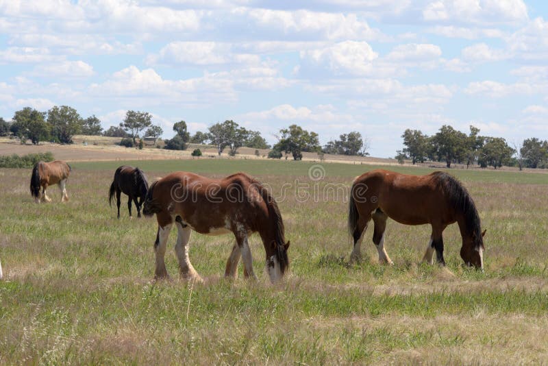 Mammal stock image. Image of fence, green, grazing, calm - 49722821