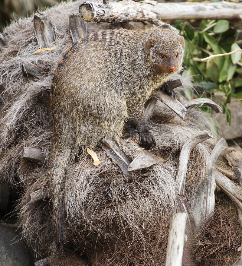 Banded mongoose. stock image. Image of tail, mongoose - 161838949