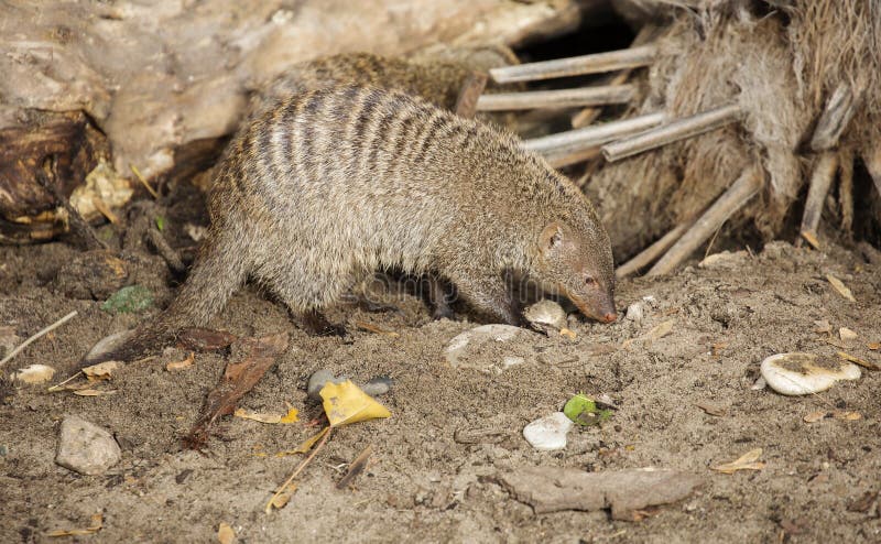Banded mongoose. stock photo. Image of white, predator - 161838950