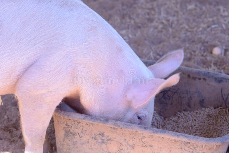 145 Pig Feeding Trough Stock Photos - Free & Royalty-Free Stock Photos ...