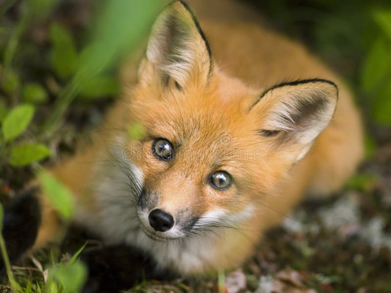 Mammal red fox C stock photo. Image of young, carnivore - 9994272