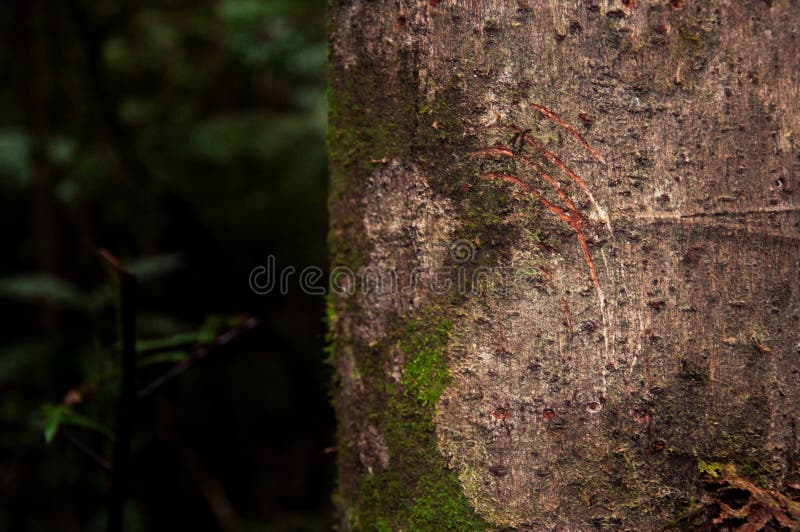 Tracks on tree stock photo. Image of moss, life, mushroom - 144550692
