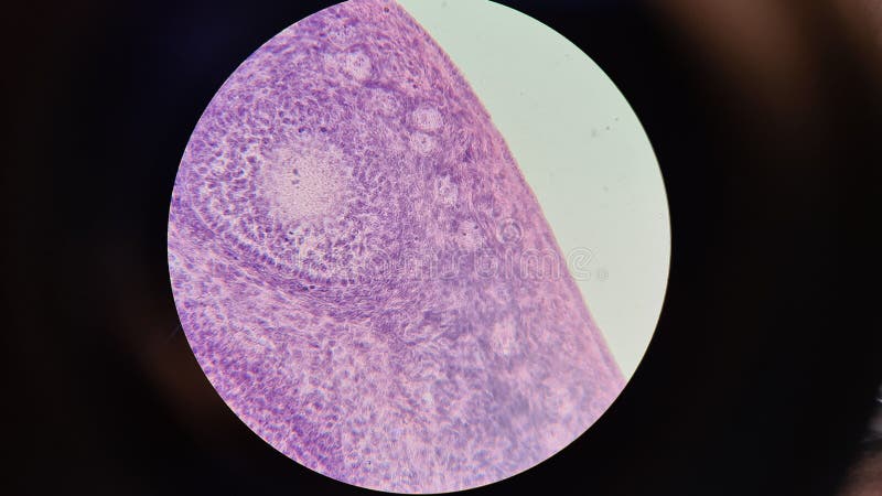 Mammalian Ovary Under a Microscope Stock Image - Image of membrane ...