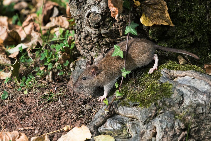 Brown Rat, Norway Rat, Rattus Norvegicus Stock Image - Image of white ...